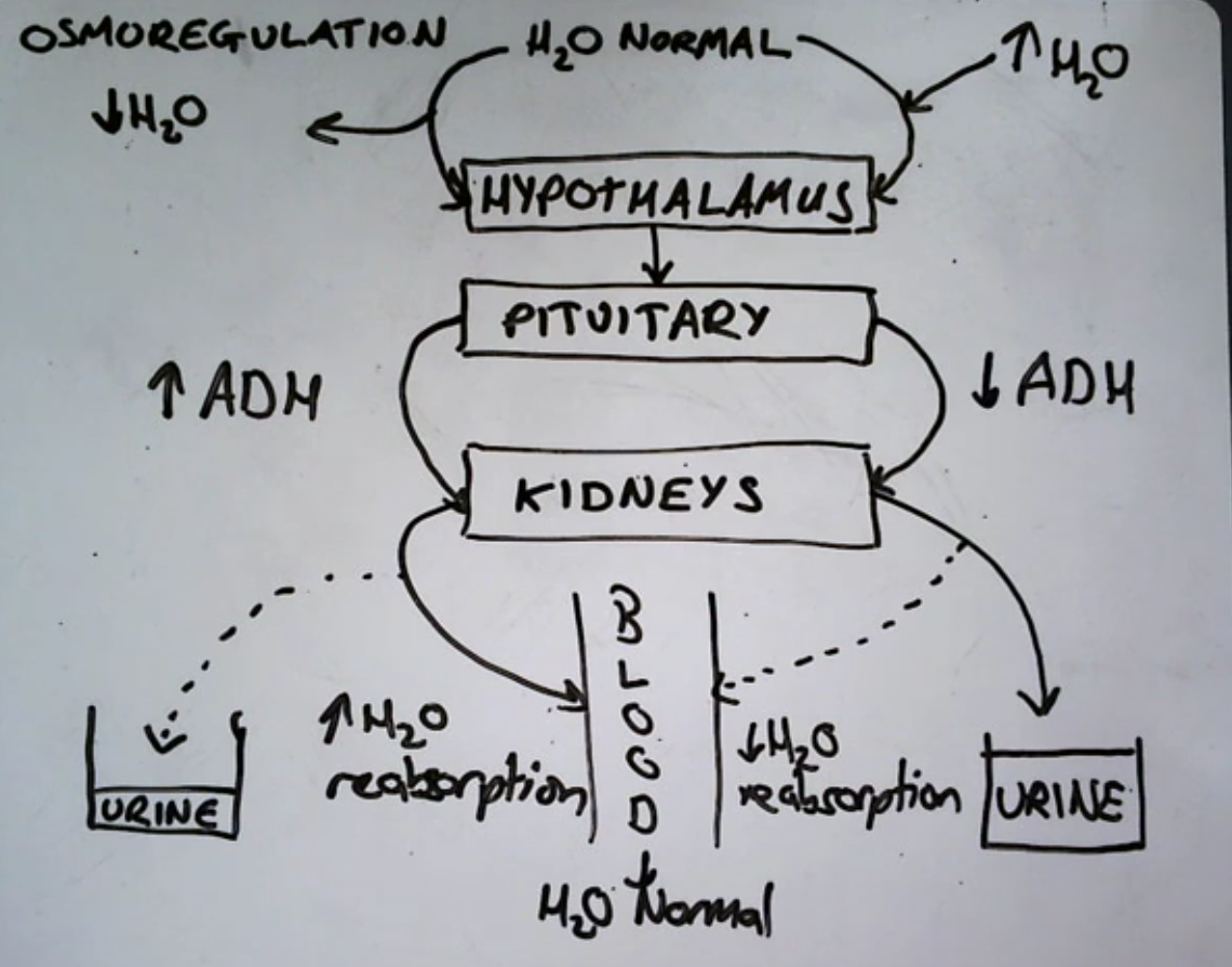 A peek inside my lessons: How I teach osmoregulation – Adam Robbins ...